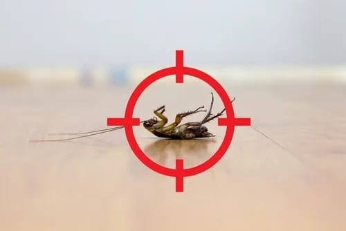 Pest Control, Inspection & Extermination Specialist in Kabletown ...